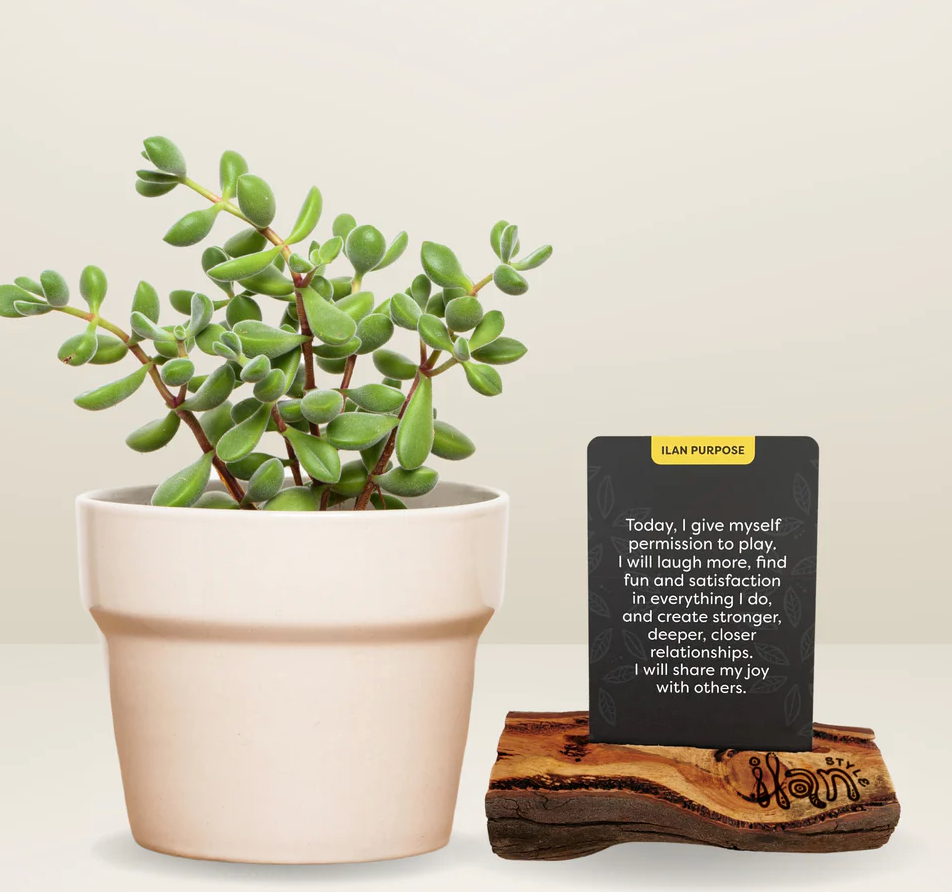 Collections – Murran